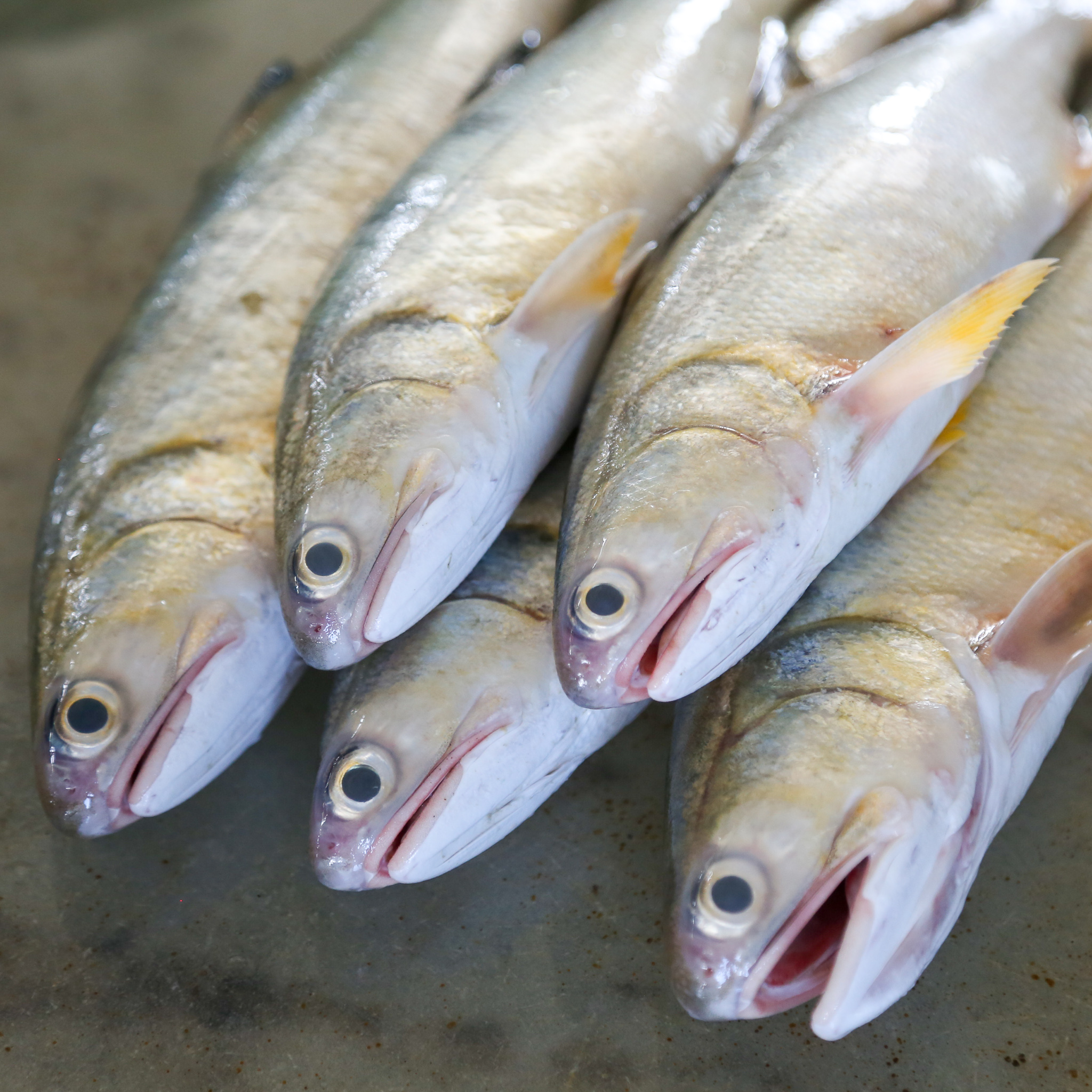 马友鱼/午鱼 (Threadfin) - YS Seafood 渔乡鲜货 · 直送到府