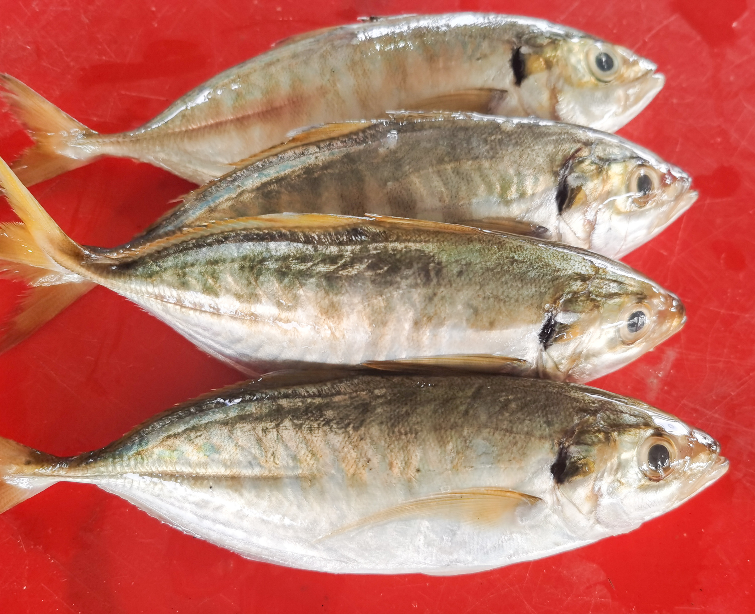 色拉鱼 (Ikan Selar/Yellowtail Scad Fish) - YS Seafood 渔乡鲜货 · 直送到府